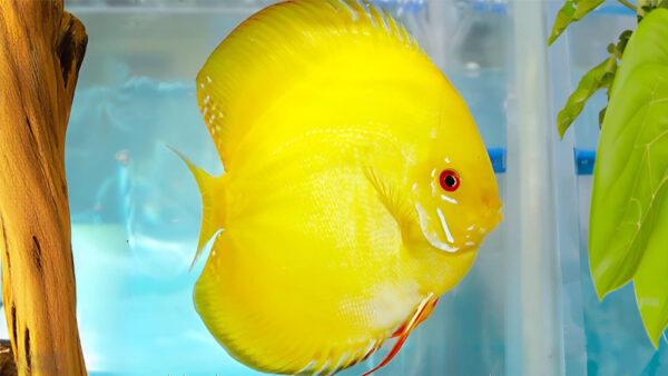 CÁ DĨA VÀNG MẮT ĐỎ - CÁ DĨA ĐẠI PHÁT