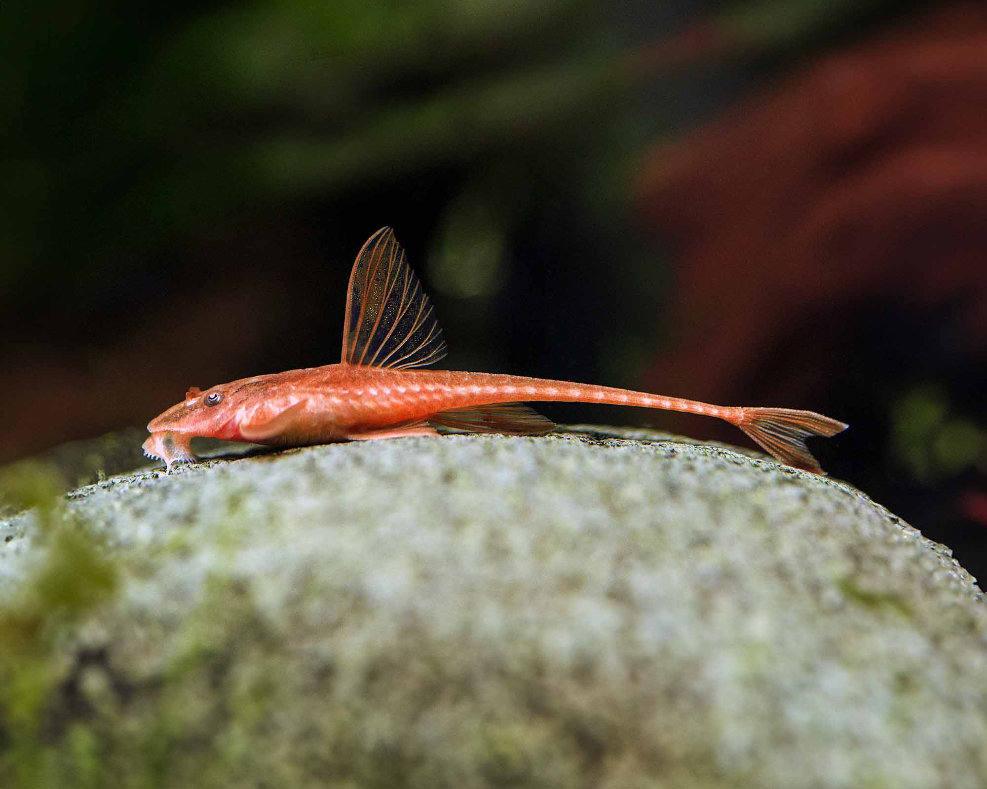 Cá Trực Thăng Đỏ (Lizard Whiptail Catfish) - CÁ DĨA ĐẠI PHÁT